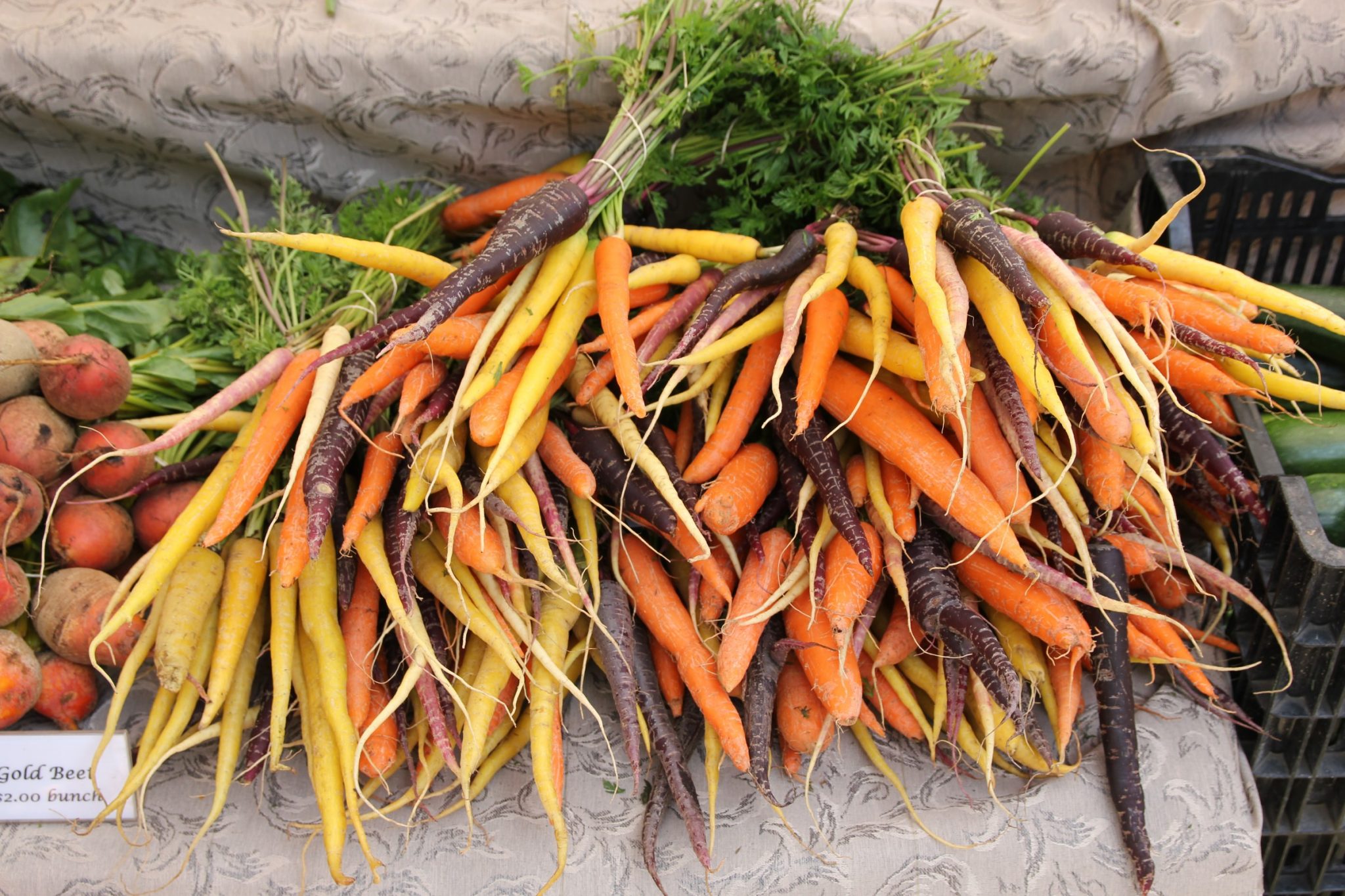 Shrub Pruning – Master Gardener Program