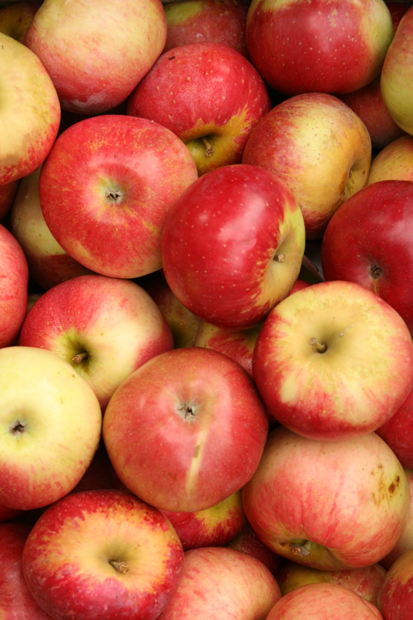 Apple Bagging – Master Gardener Program