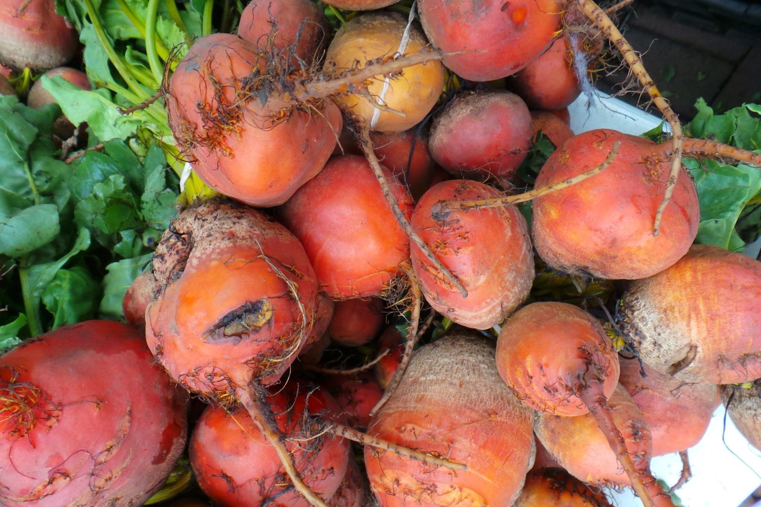 Participatory Plant Breeding Master Gardener Program