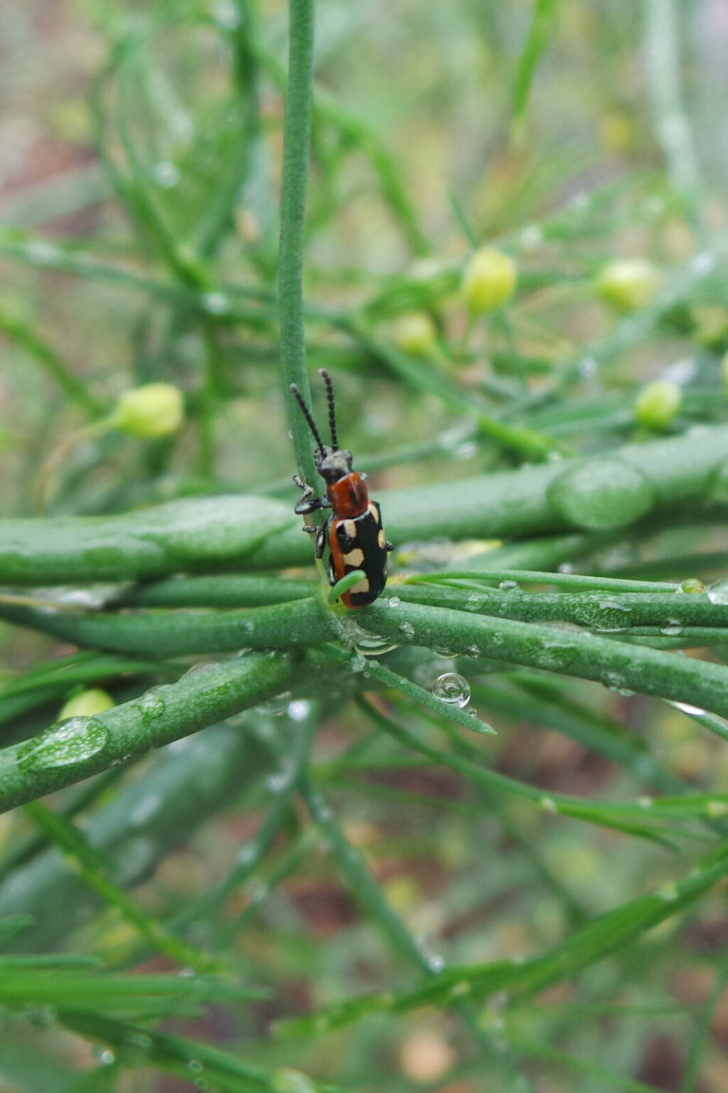 Asparagus Pests – Master Gardener Program