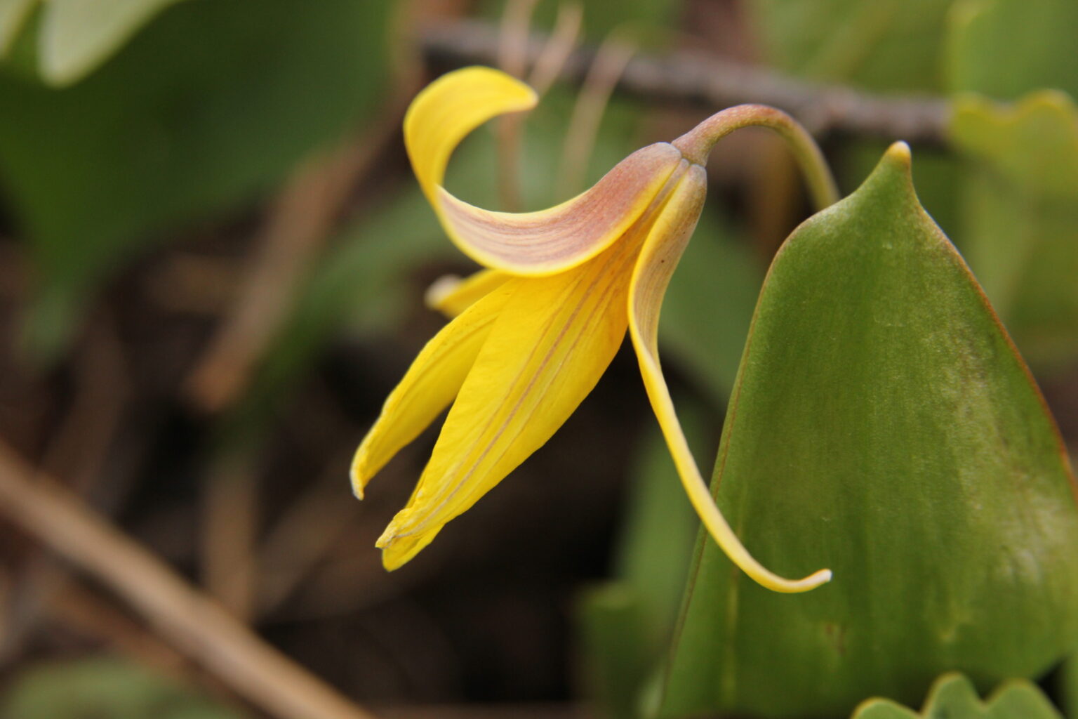 Become a Master Gardener – Master Gardener Program