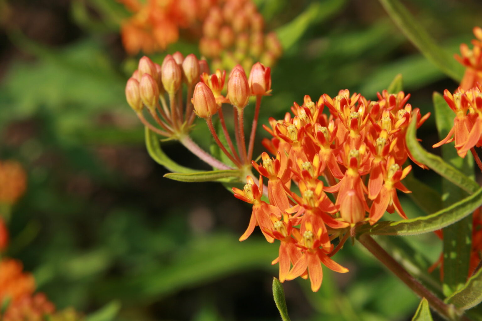 Become a Master Gardener – Master Gardener Program