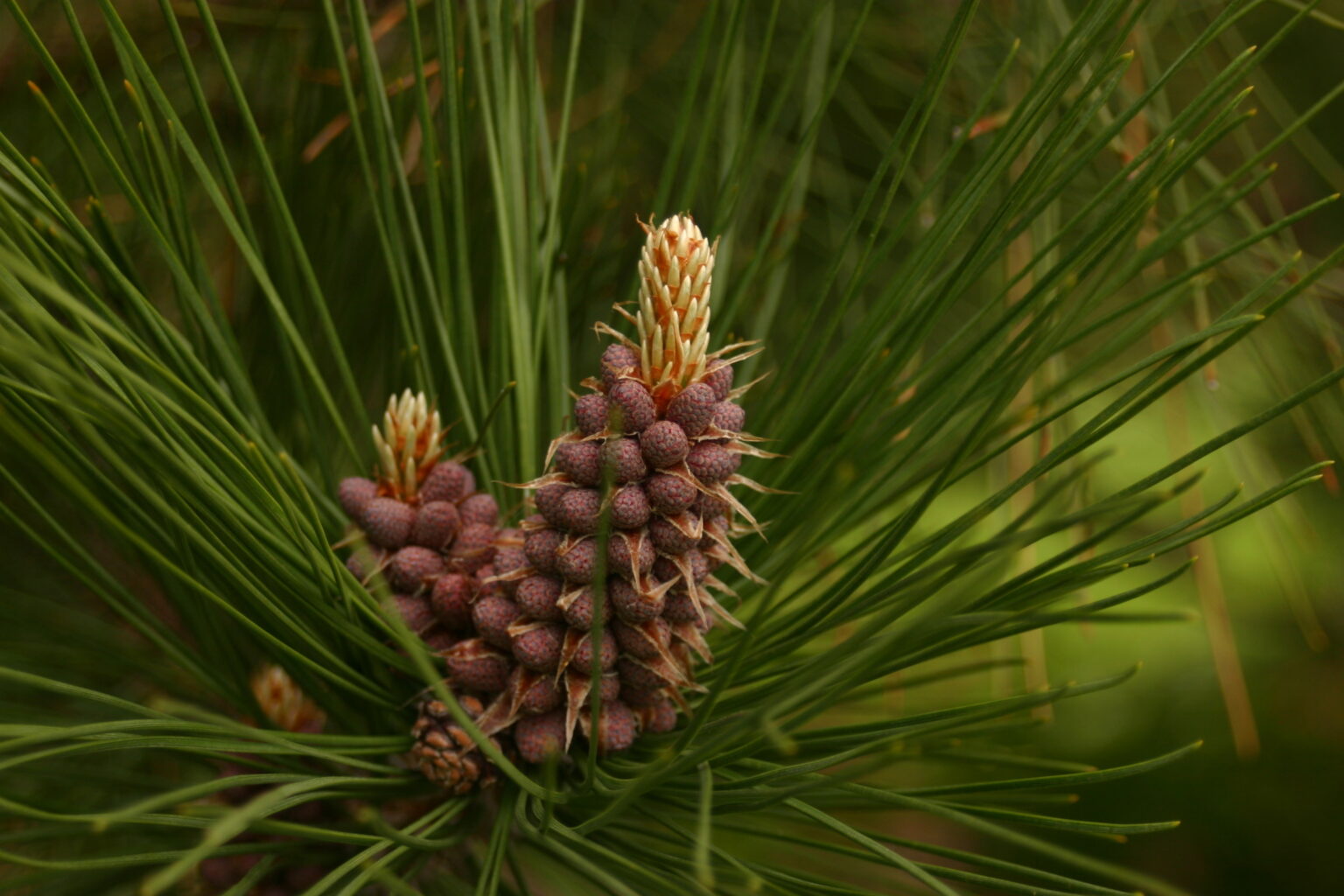 Become a Master Gardener – Master Gardener Program