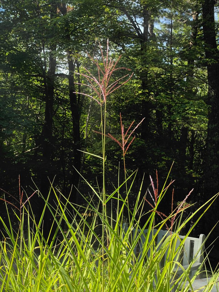 Ornamental Grasses for Wisconsin – Master Gardener Program